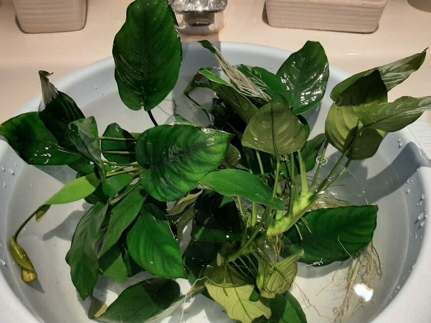 Аквариумные растения