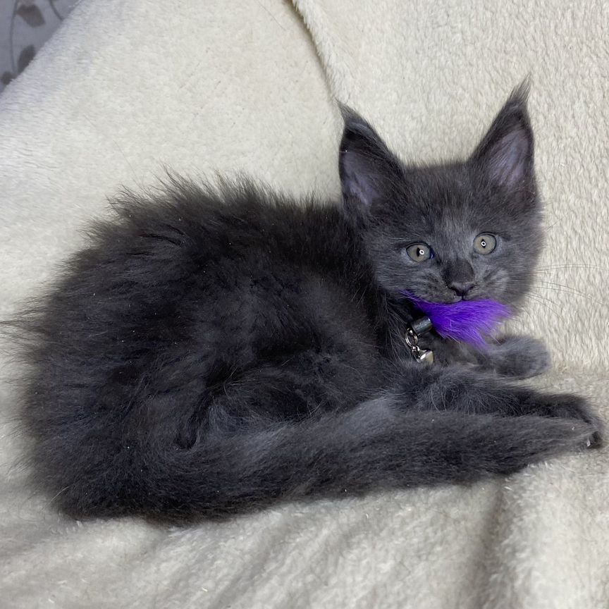 Мейн-кун котёнок