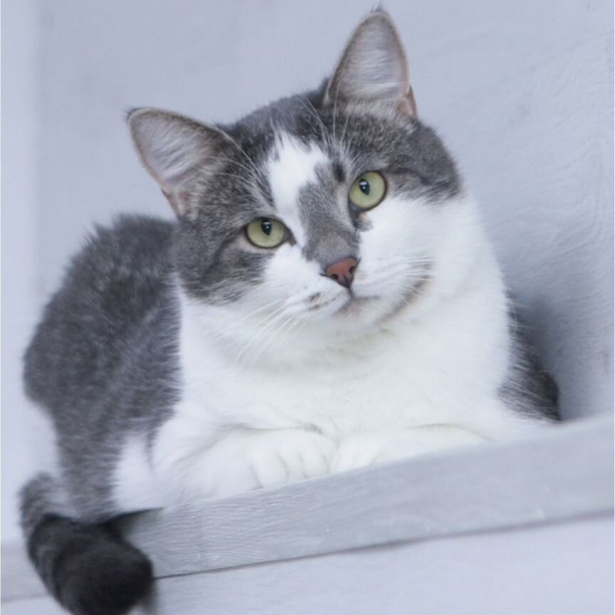 Взрослый кот в добрые руки