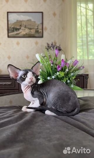 Мальчик Девон Рекс