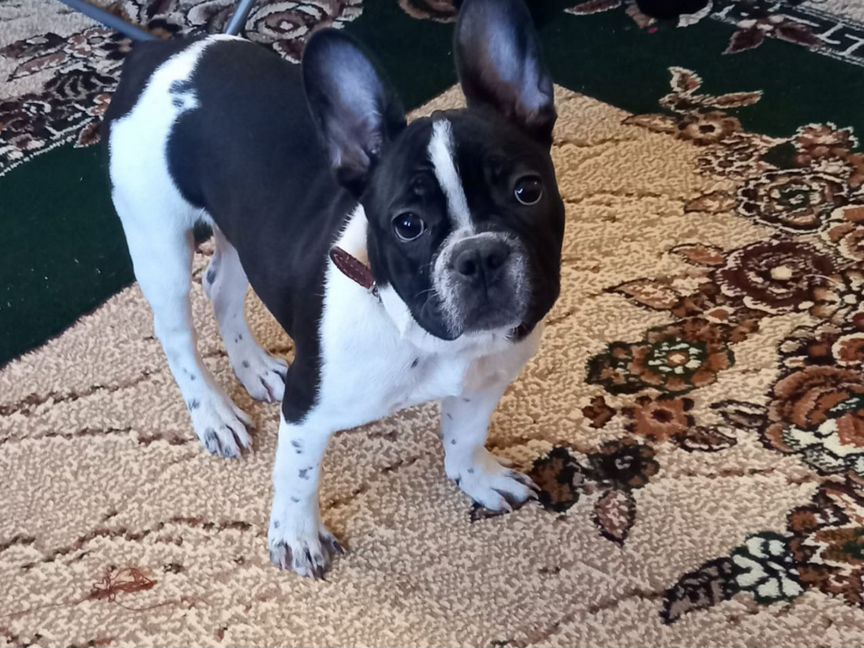 Французский бульдог щенок девочка