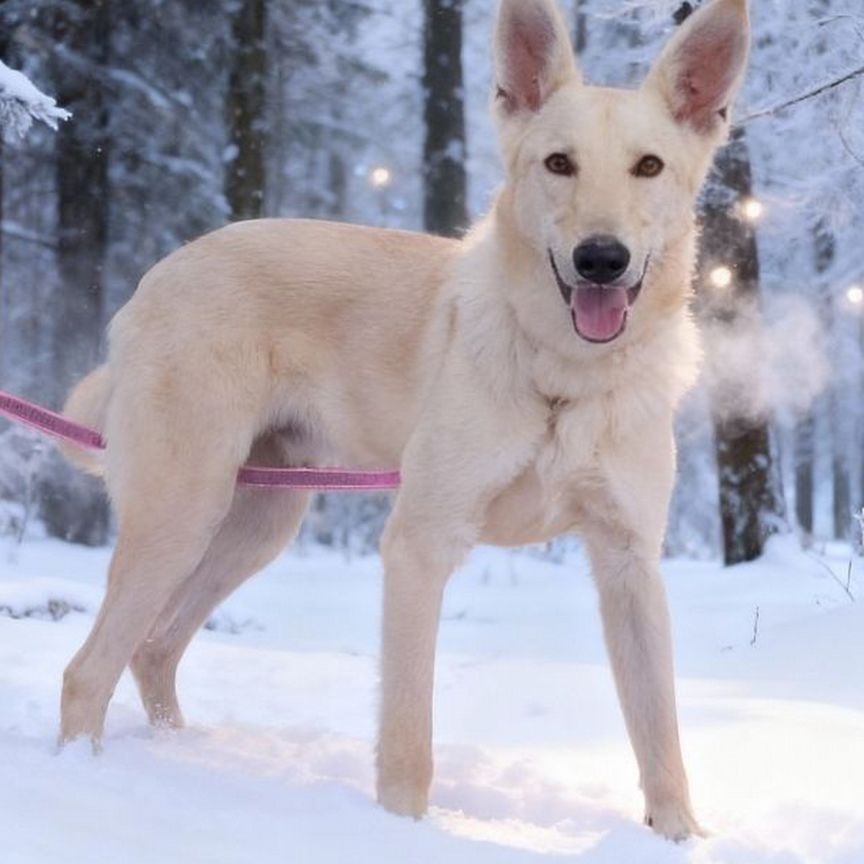 Взрослый пёс в добрые руки