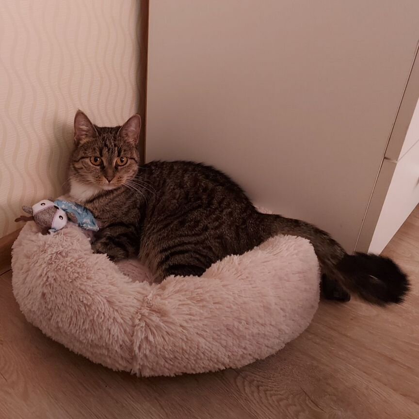 Взрослая кошка в добрые руки