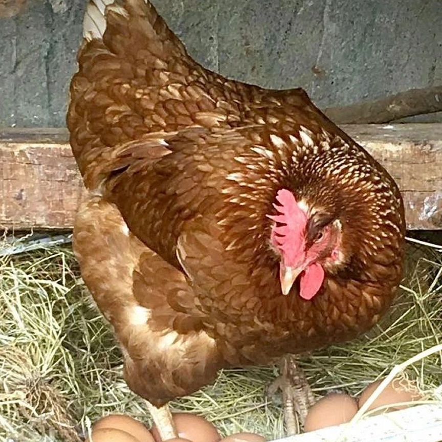 Куры несушки с доставкой