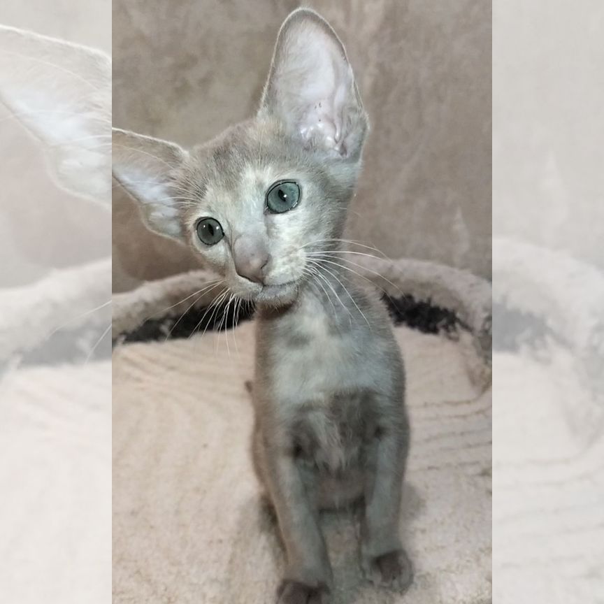 Ориентальный котёнок