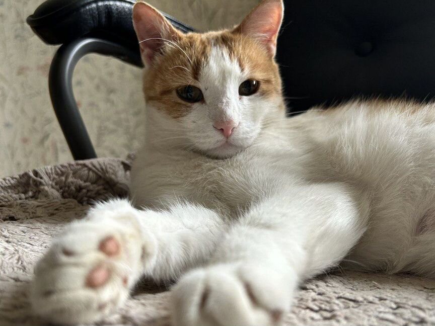 Замечательная кошка в дом