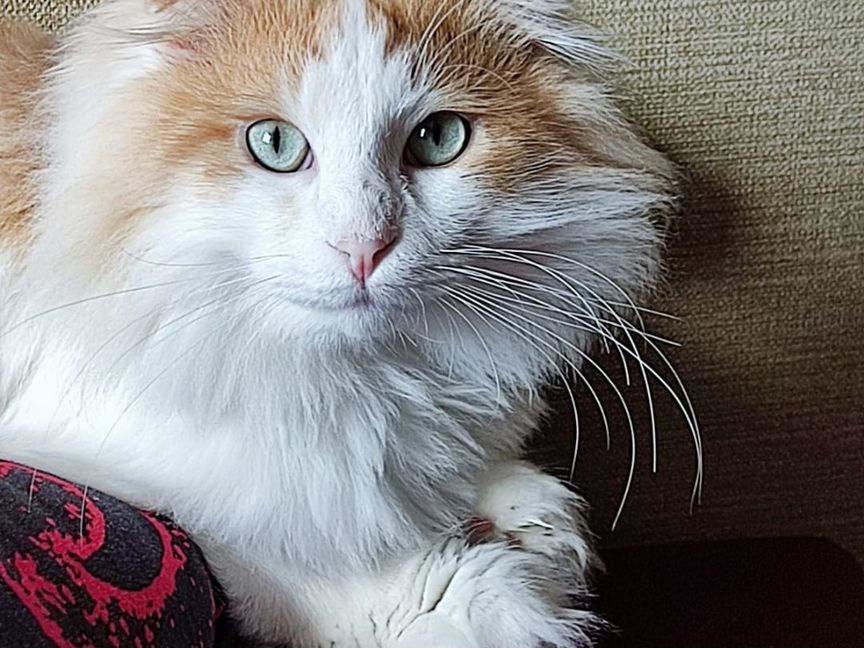 Шикарный котэ ищет семью