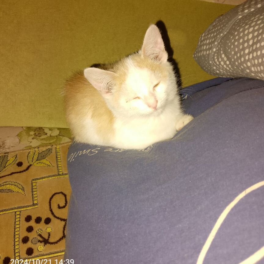 Котик