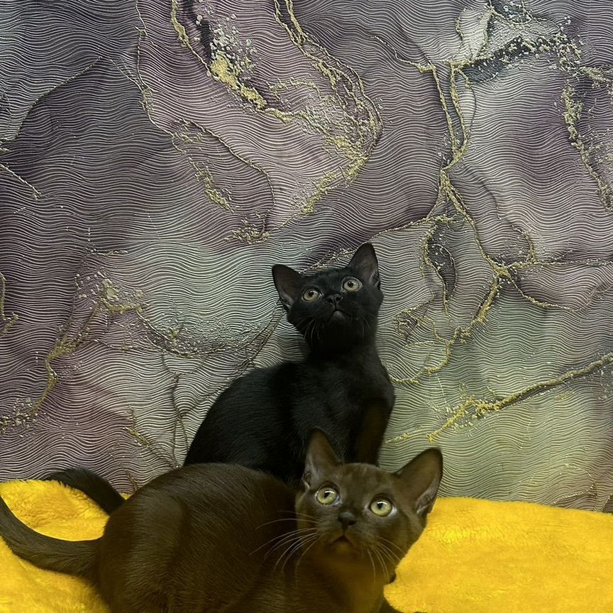 Бомбейская и бурманская девочки