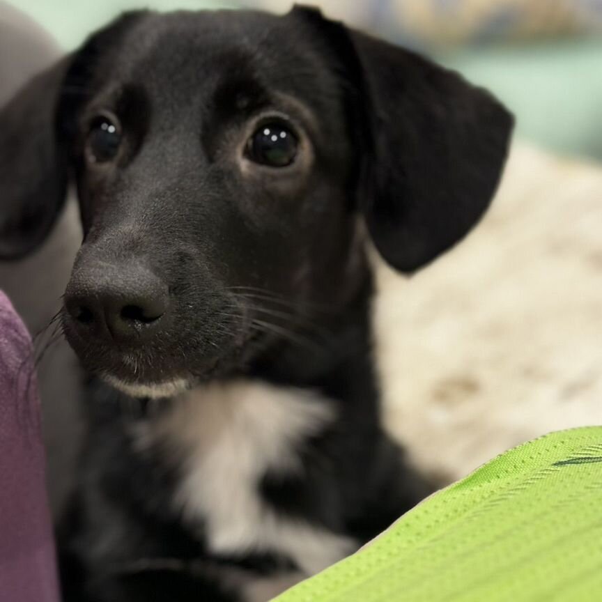 Джек-рассел-терьер, щенок