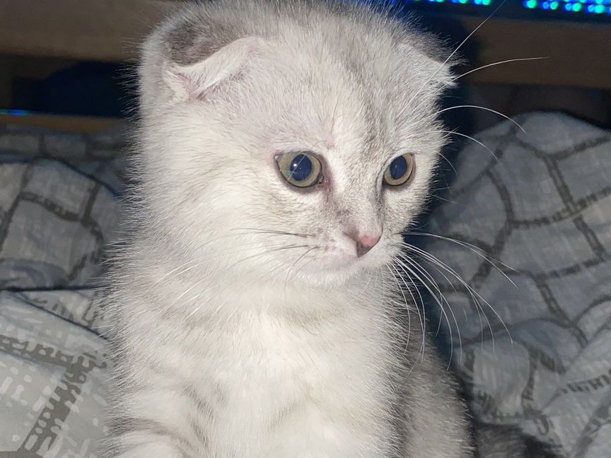 Шотландская веслоухая кошечка