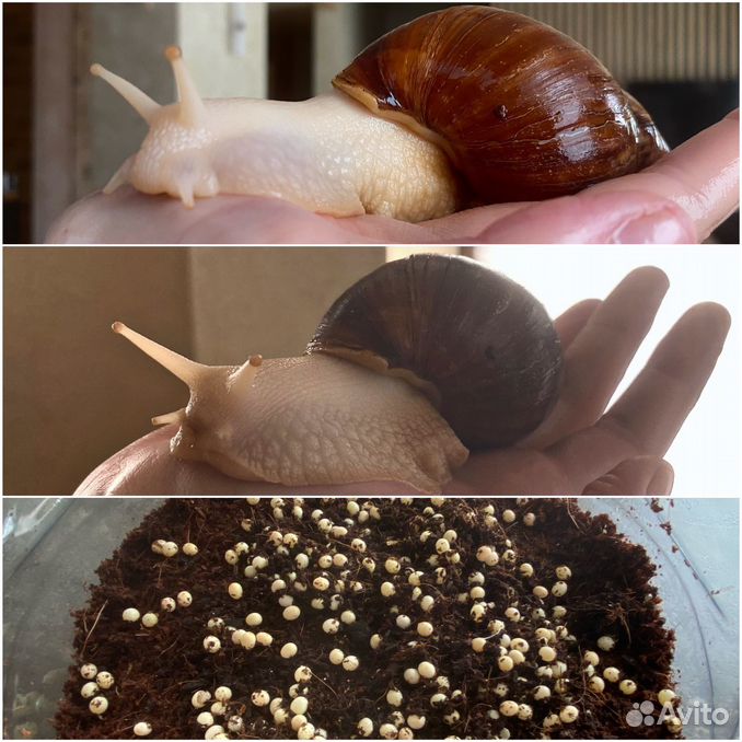 Улитки "Ахатины" и Кладка