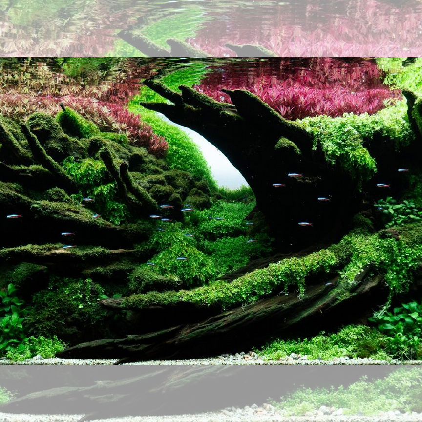 Оформление аквариумов,коряги,растения