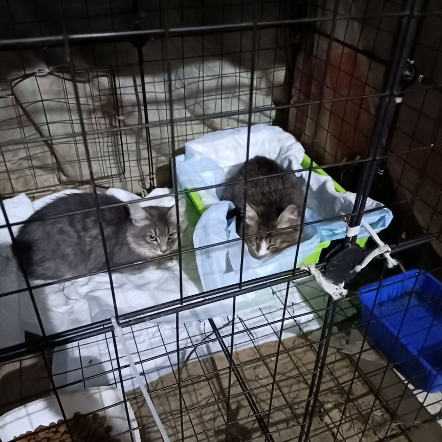 Котята в добрые руки 5 мес