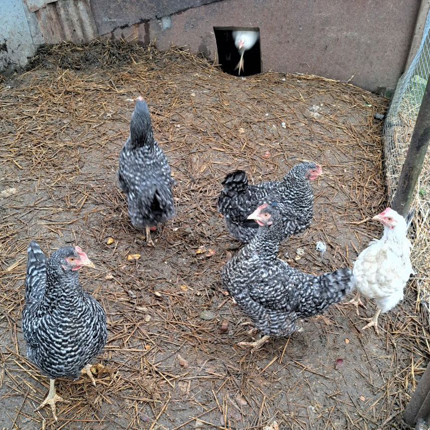 Куры молодки