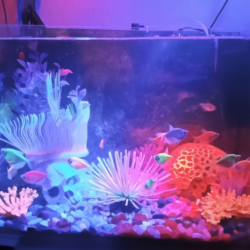 Аквариум с рыбками