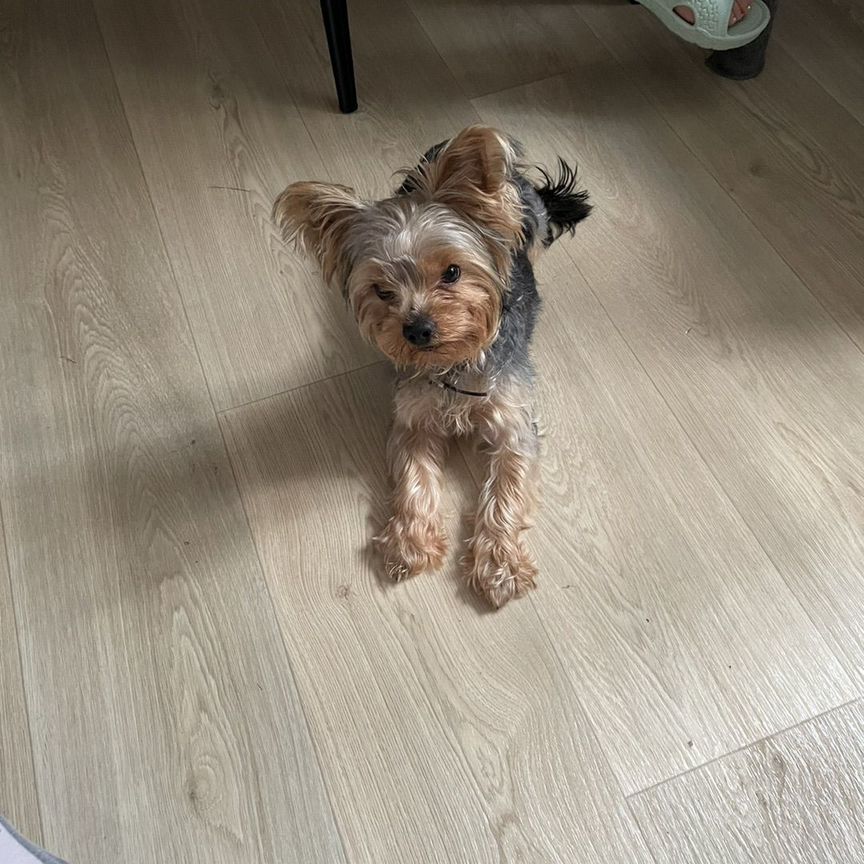 Йоркширский терьер