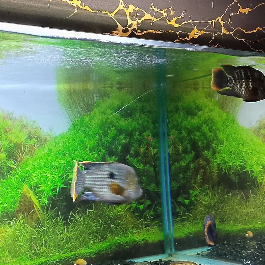 Бирюзовые акары