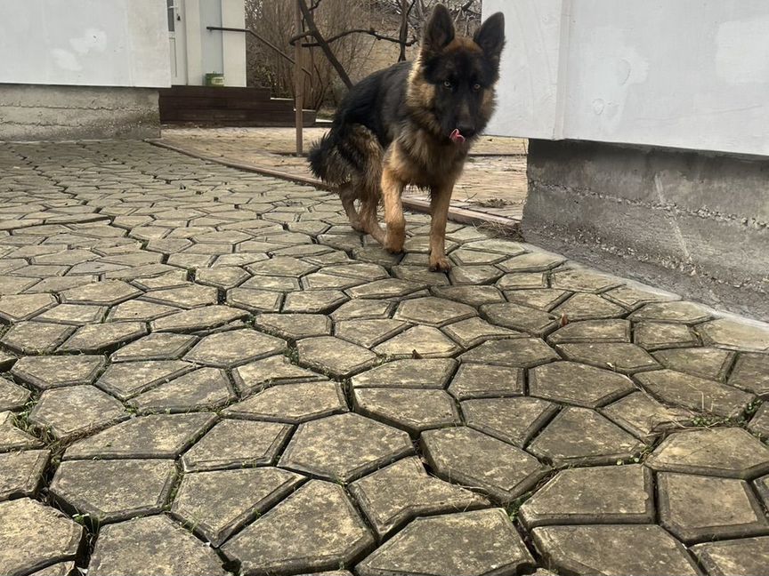 Немецкая овчарка