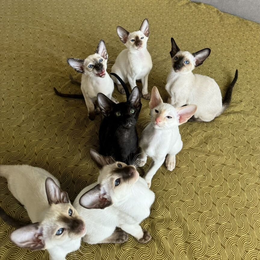 Ориентальные котята