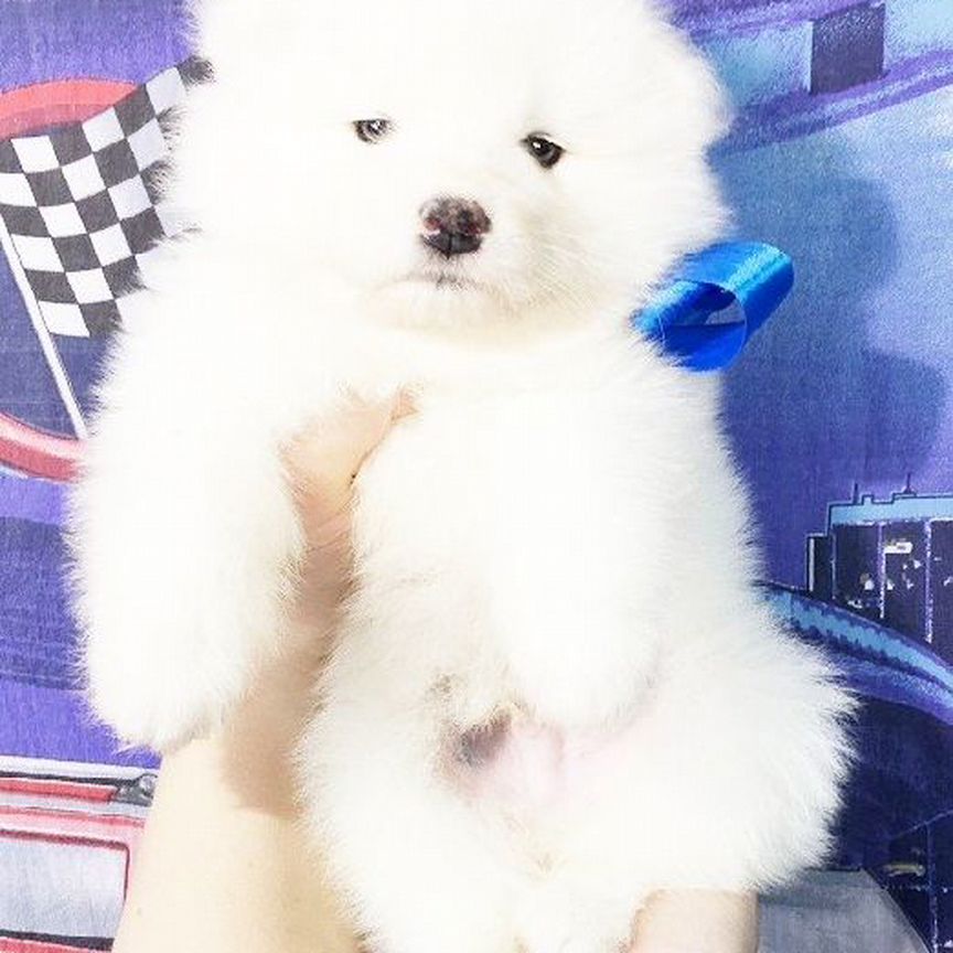 Шикарные щенули самоедской лайки