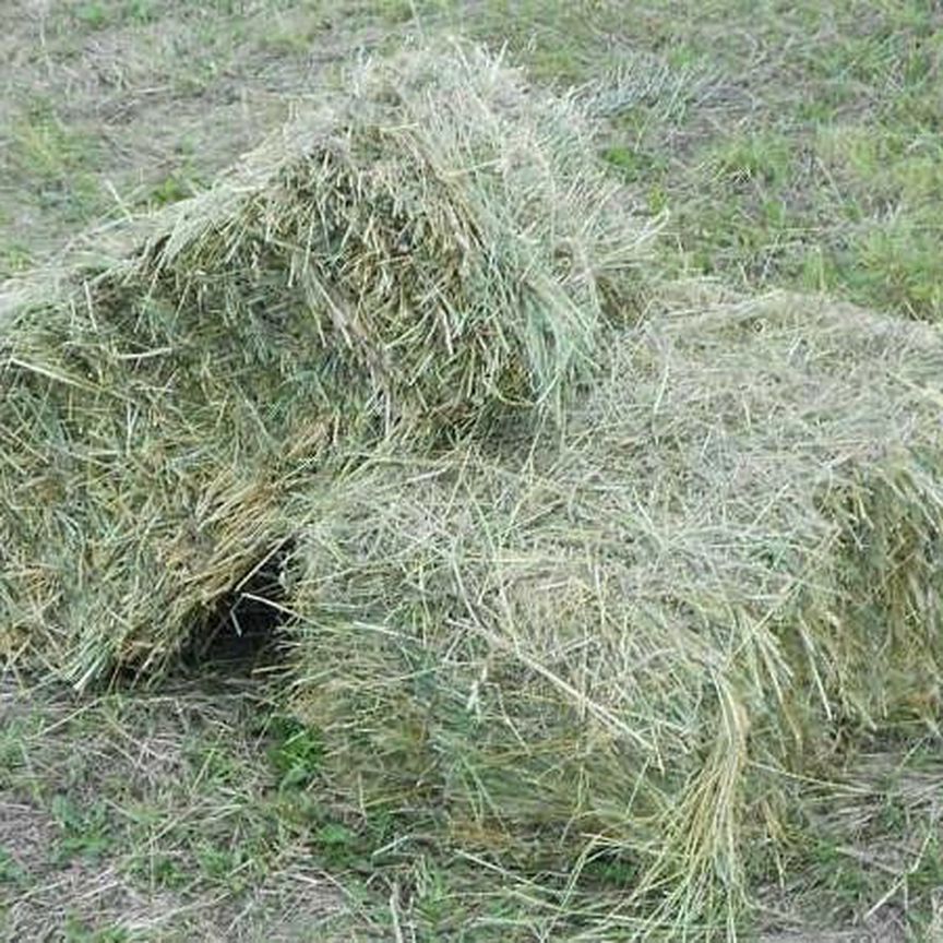 Сено в тюках