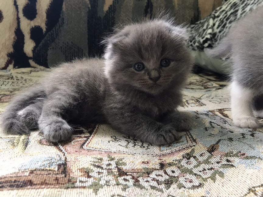 Котята от вислоухой шотлантки