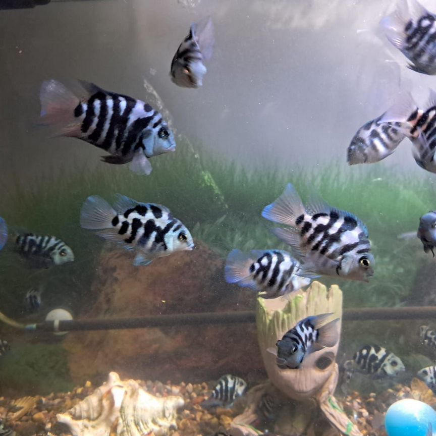 Рыбка Тигровый попугай