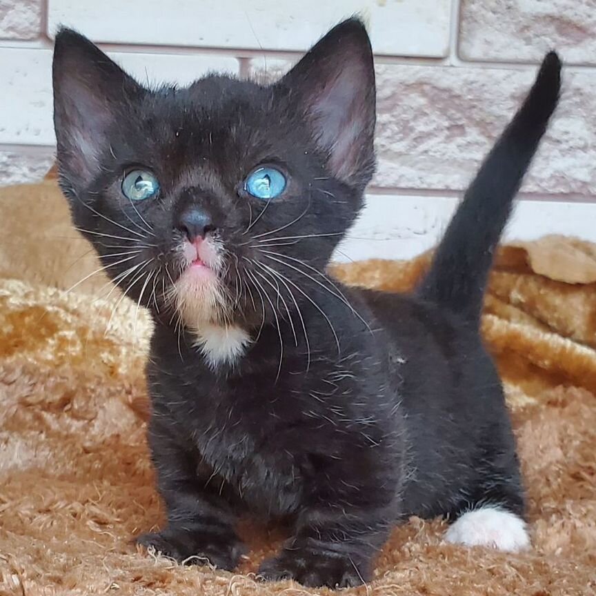 Бамбино разноглазый F3