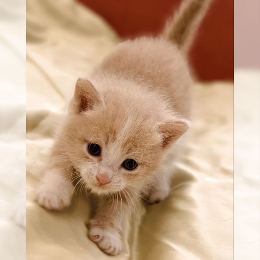 Котенок 1 мес
