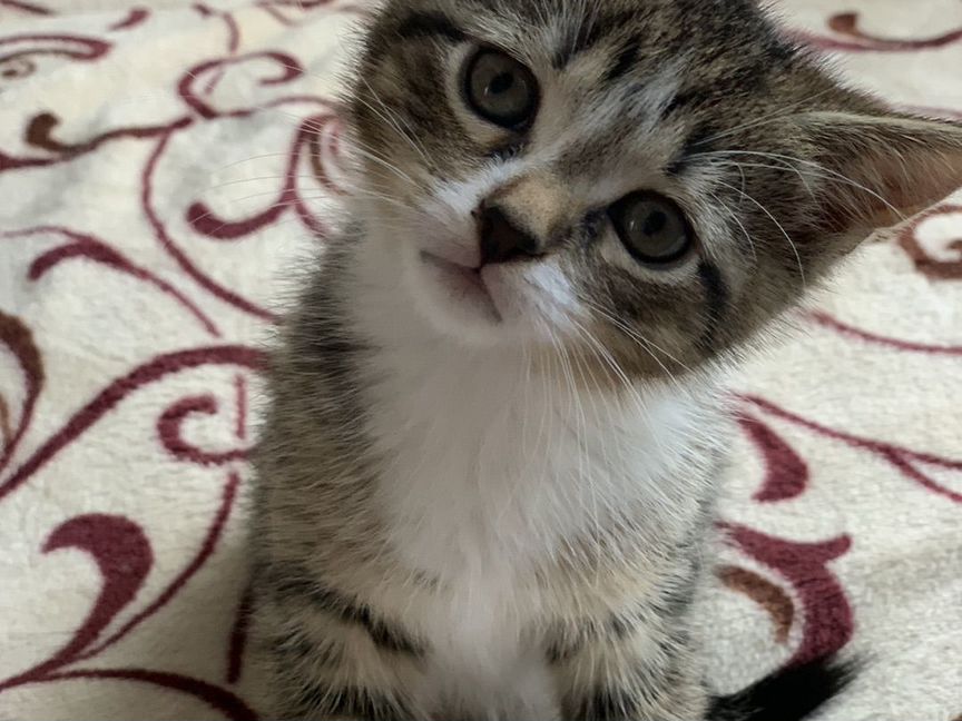 Беспородные котята