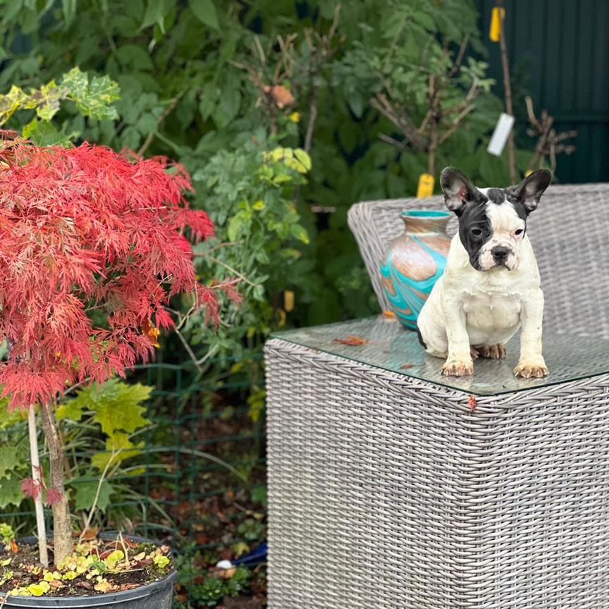 Французский бульдог бело-черная девочка