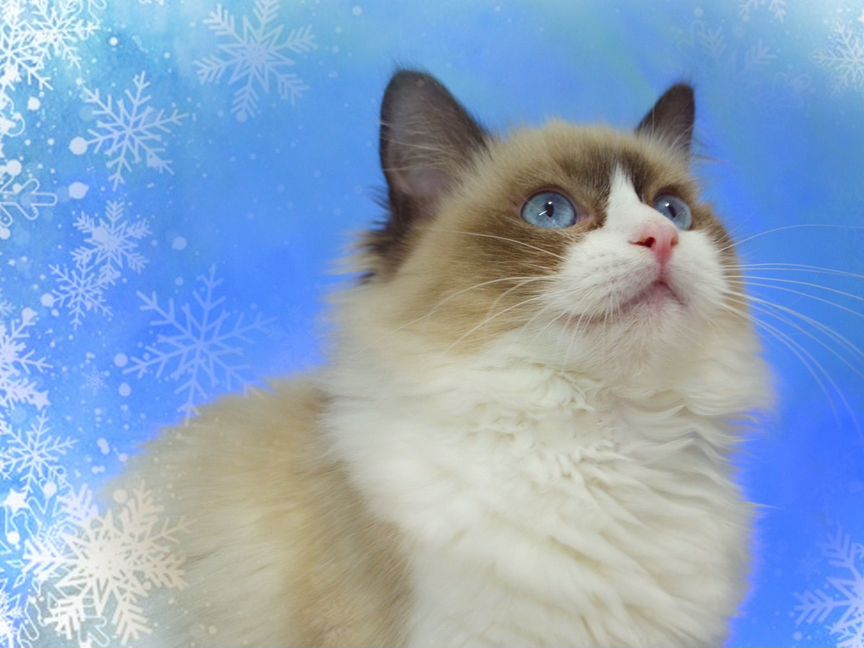 Умненькая, спокойная девочка регдолл