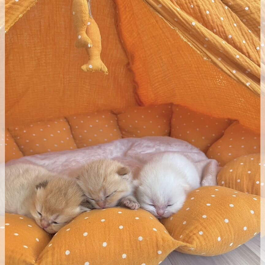 Котята серебристая и золотая шотландская шиншилла