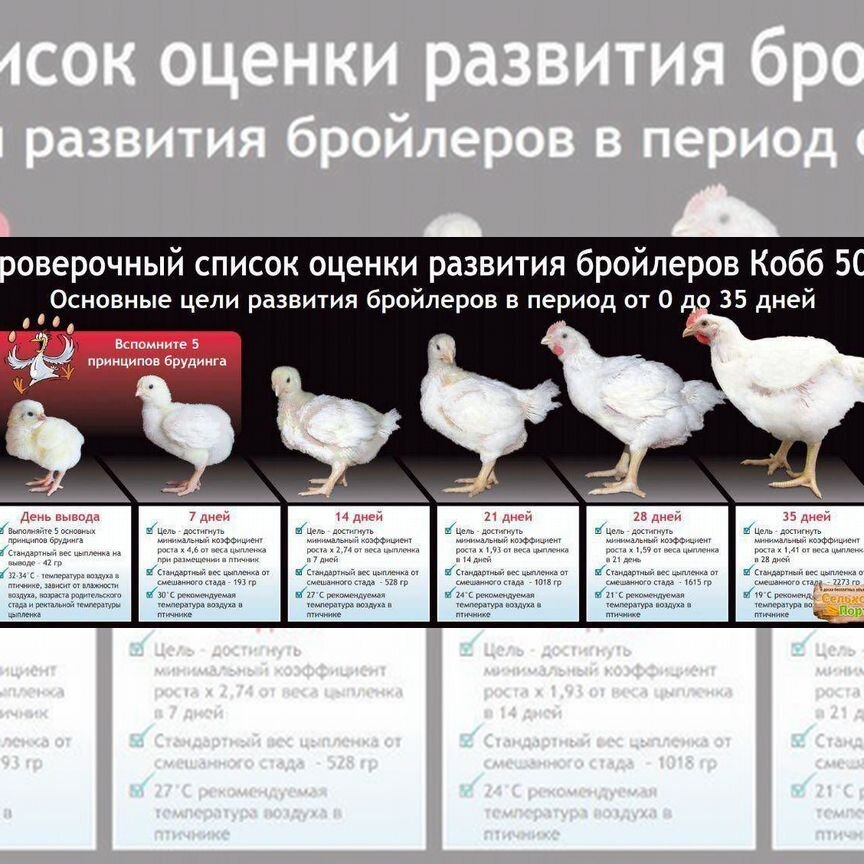 Цыплята бройлеры кобб 500