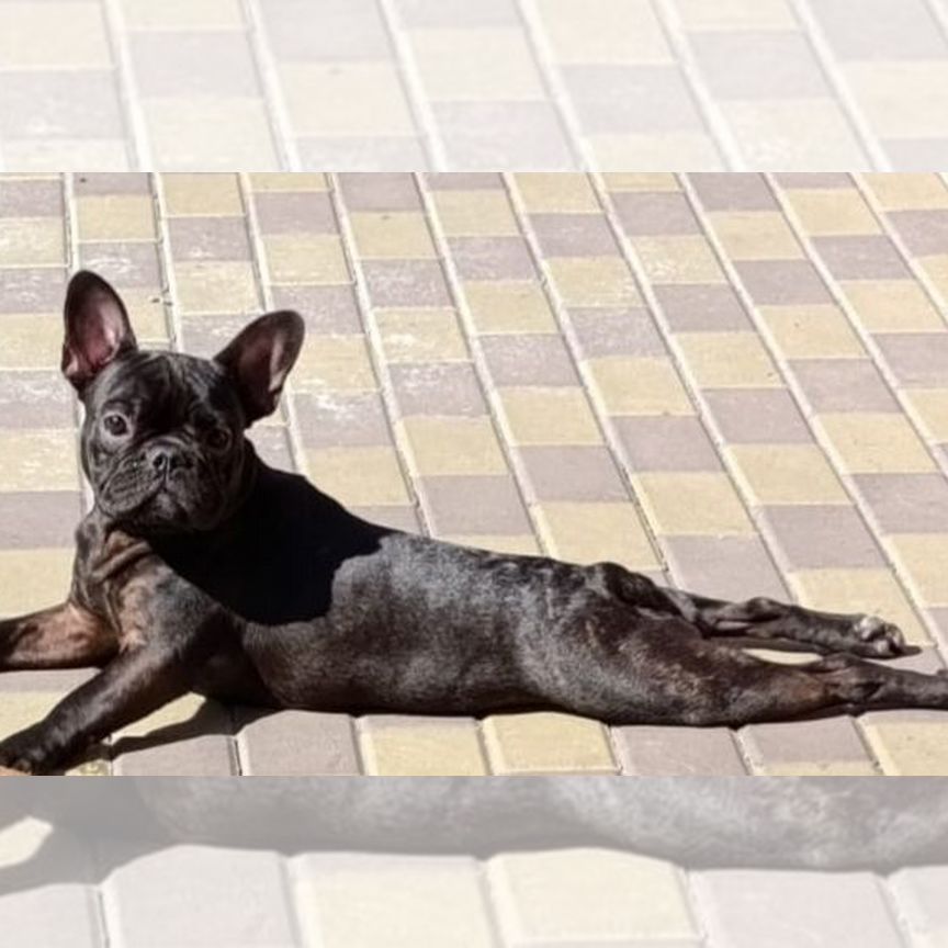 Французский бульдог, щенок