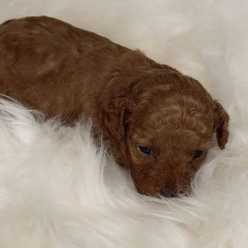 Пудель, щенок