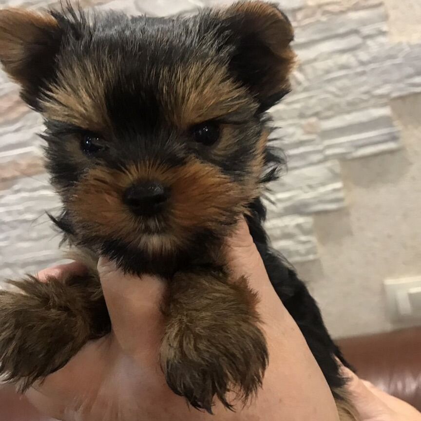 Йоркширский терьер щенки