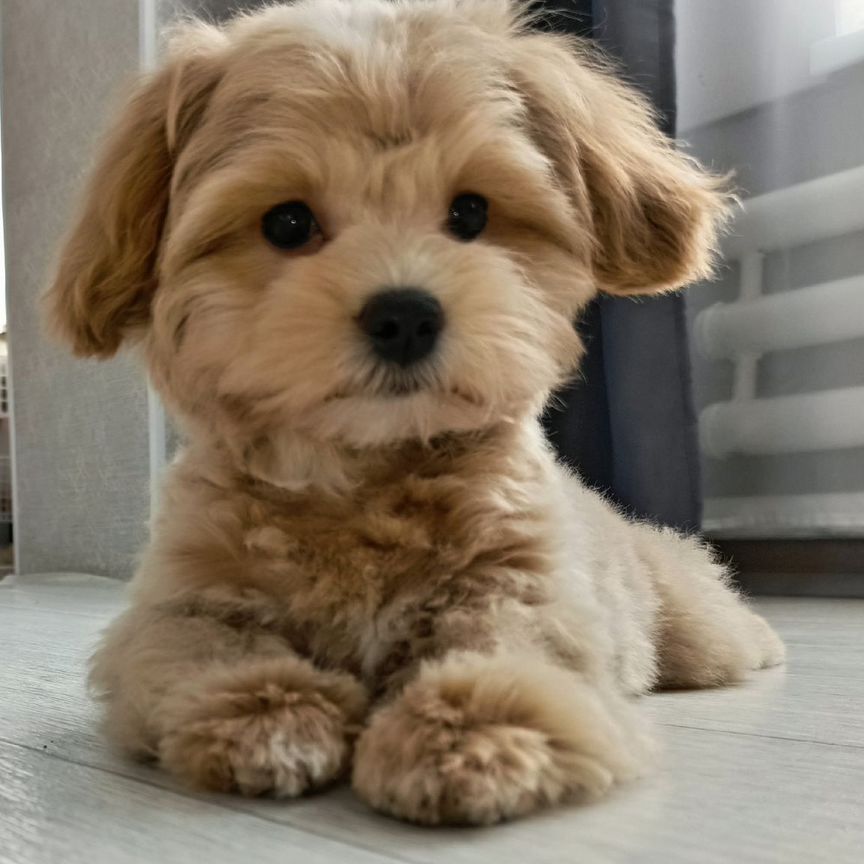 Мальтипу, щенок