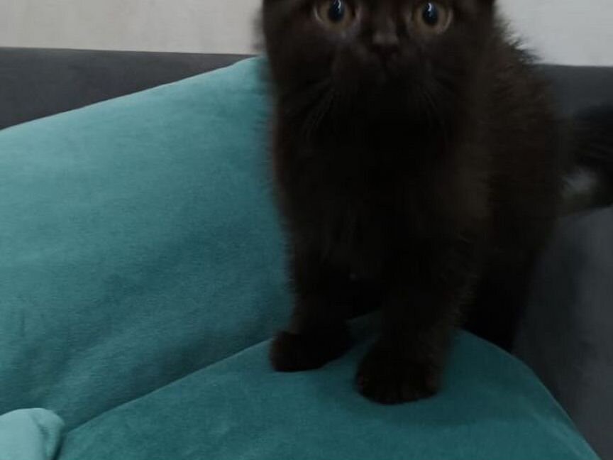 Британский котенок