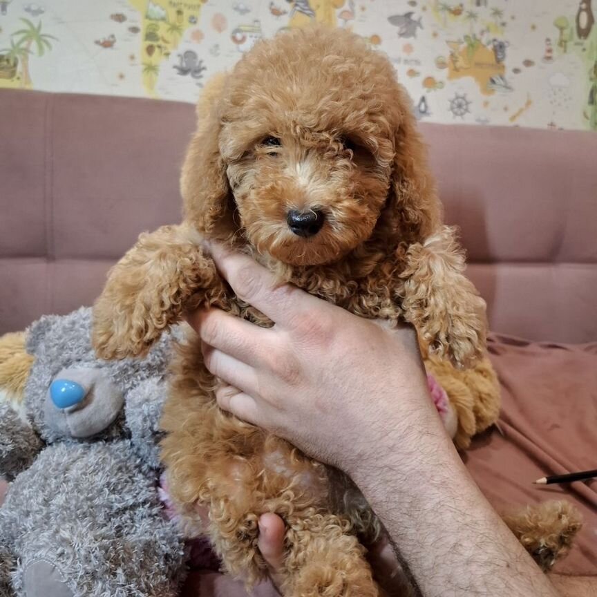 Той-пудель мальчик