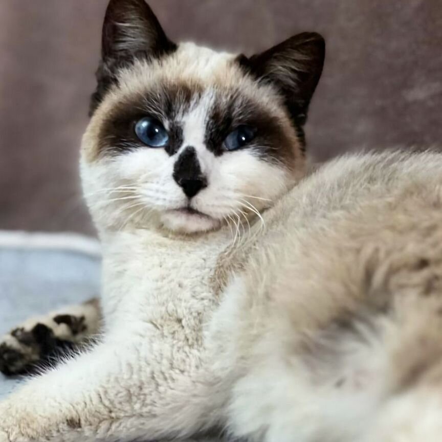 Сиамскую кошку выкинули на улицу