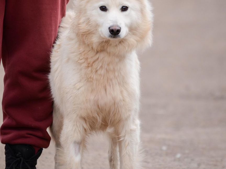 Ждёт хозяина в отлове