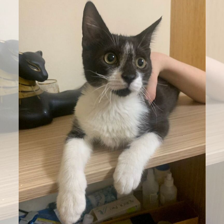 Котенок Мишка 4 мес., очень хочет домой