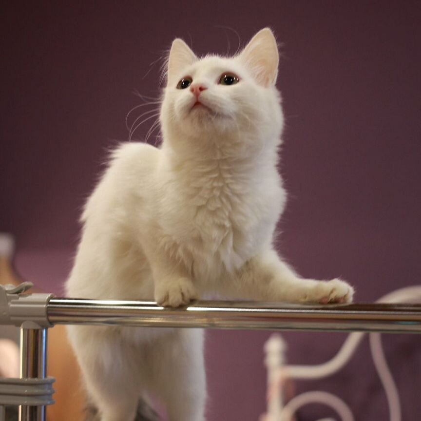 Котенок Фруттис