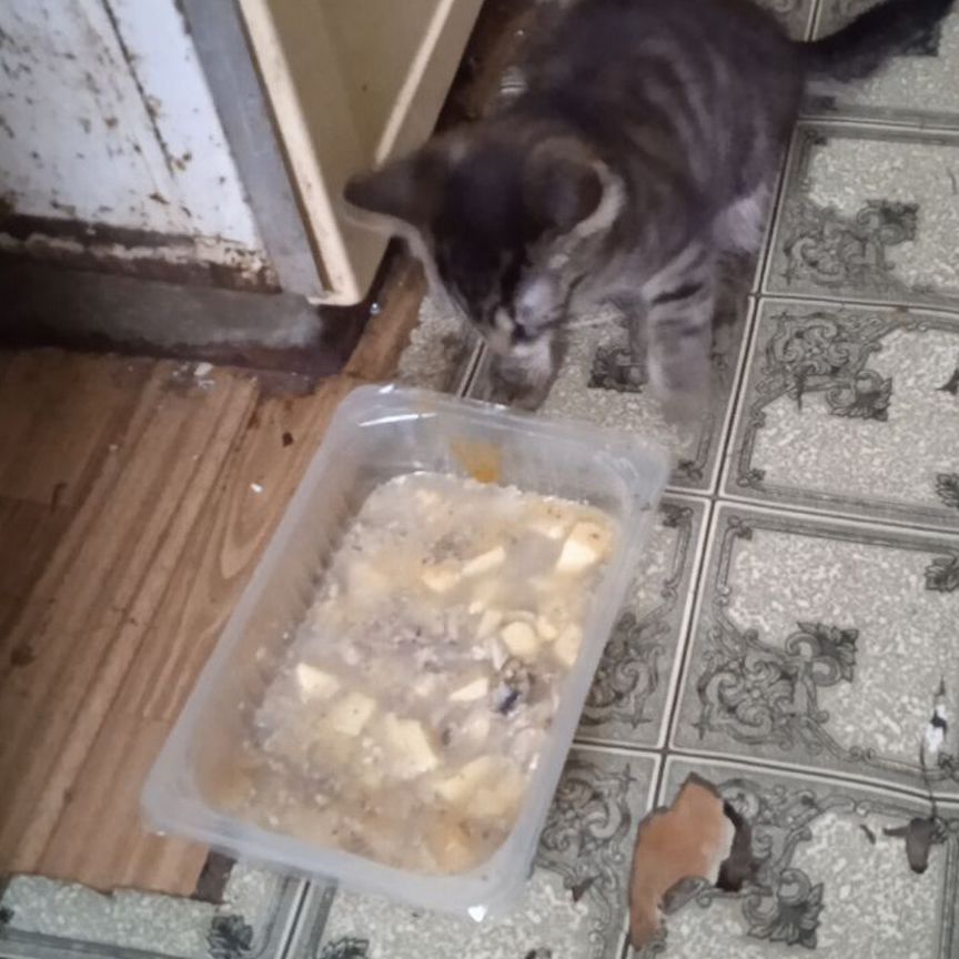 Котёнок в добрые руки