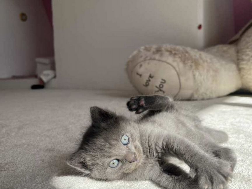 Котята