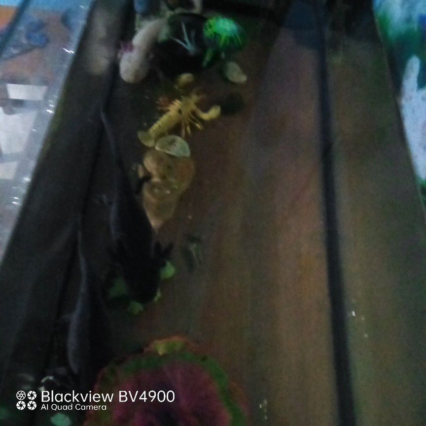 Аксалотоли три штуки,с аквариума 100 литров