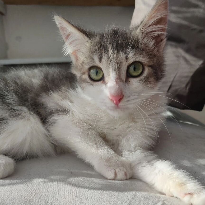 Котёнок в добрые руки