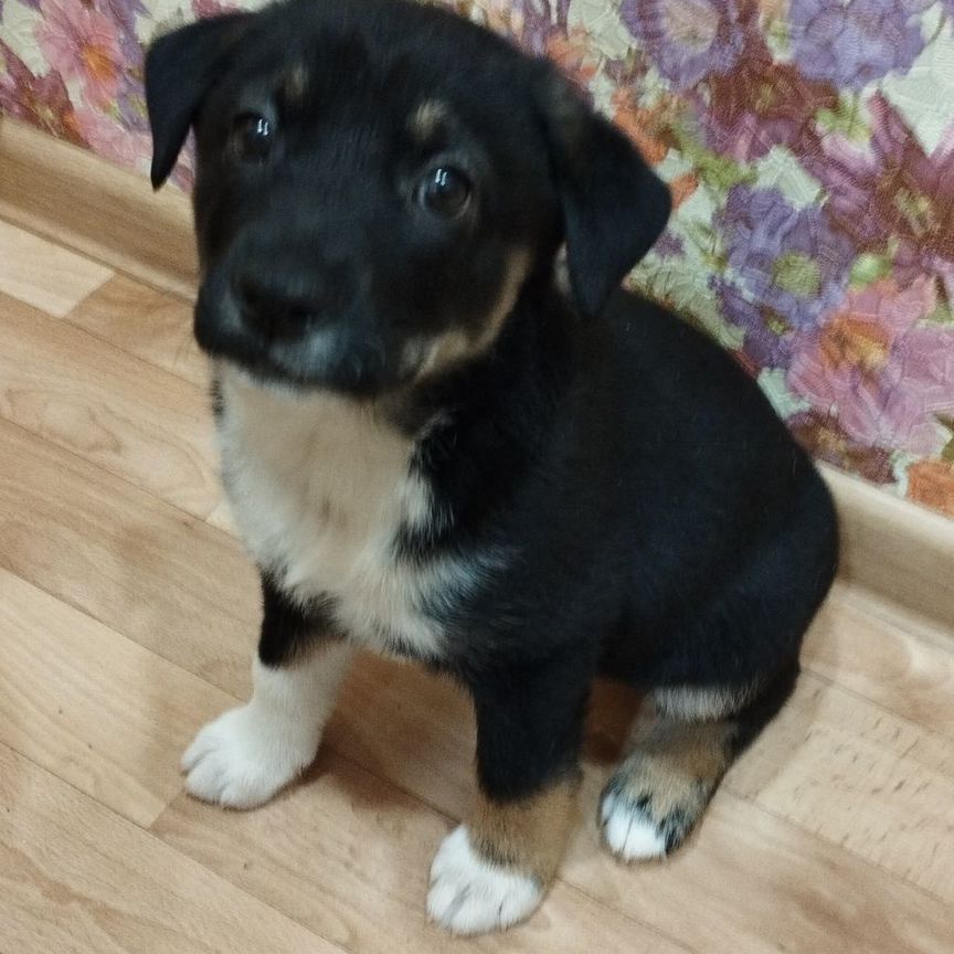 Щенок в добрые руки